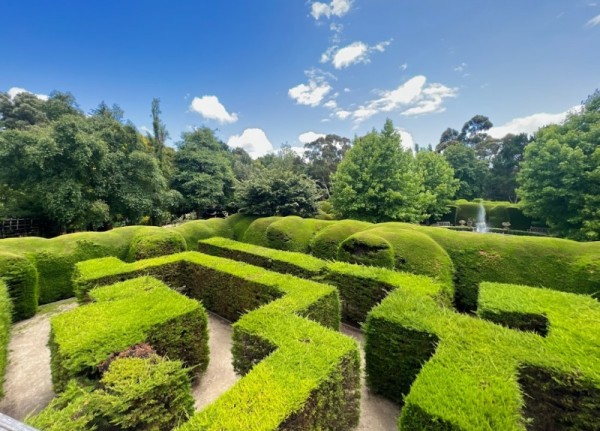 Ashcombe Maze & Lavender Gardens